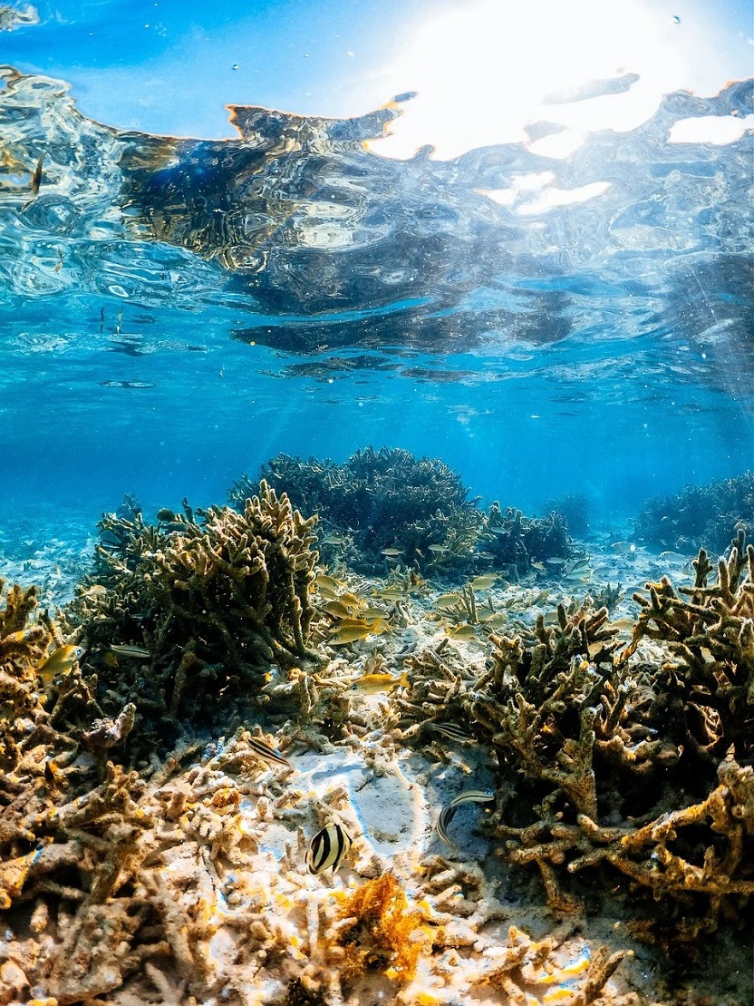 The inevitable loss of coral reefs due to global warming